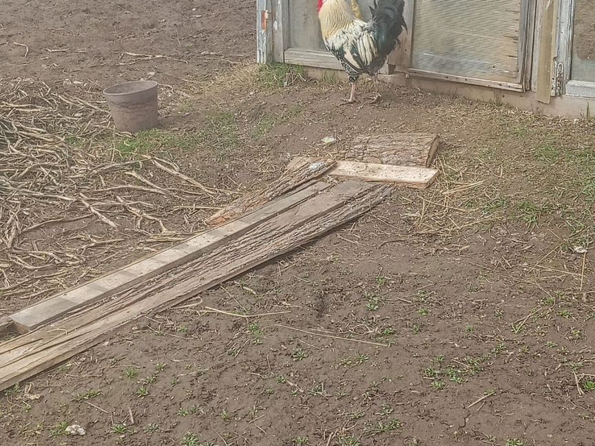 Петухи, селезни, кролики