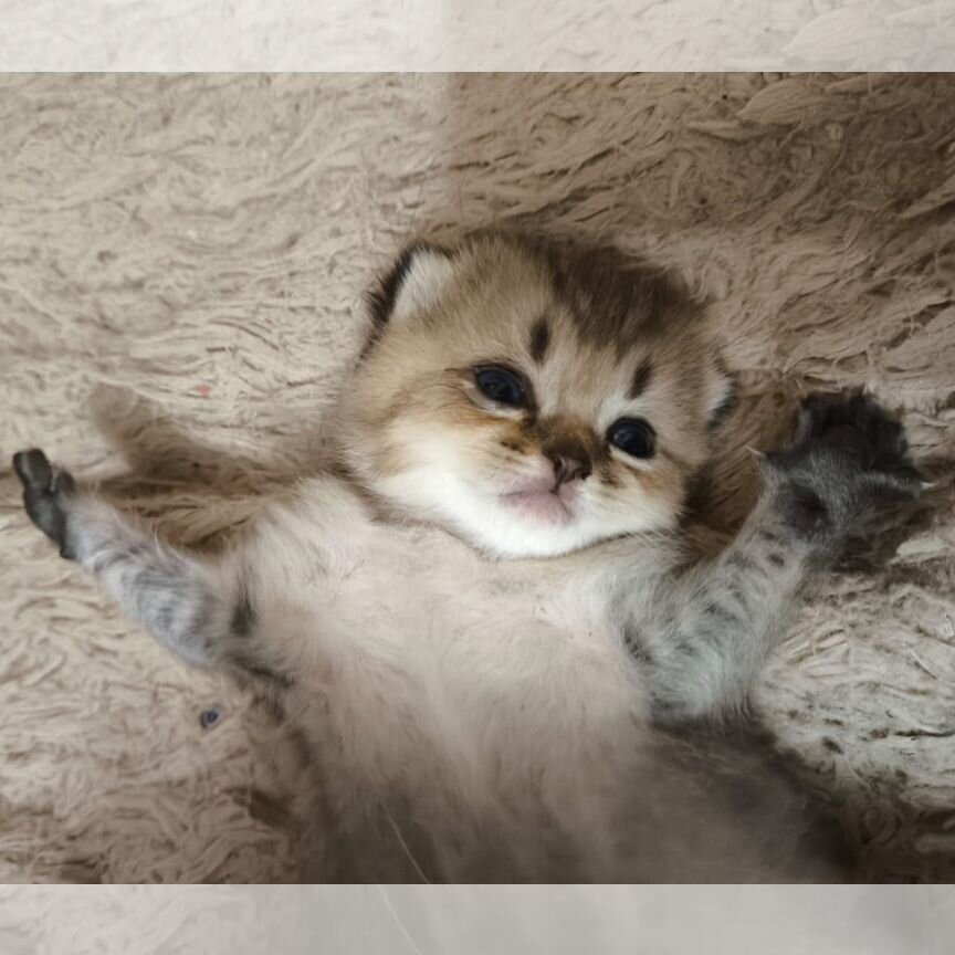 Британский короткошёрстный котёнок