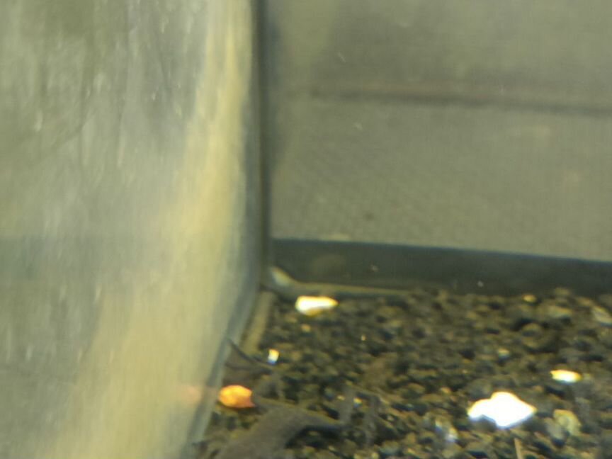 Карликовая лягушка гименохирус