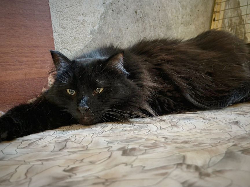 Черная пушистая шуганная кошка