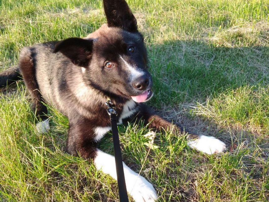 Собака в добрые руки