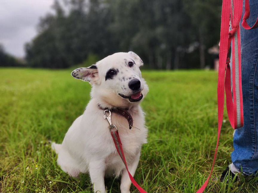 Собака в добрые руки