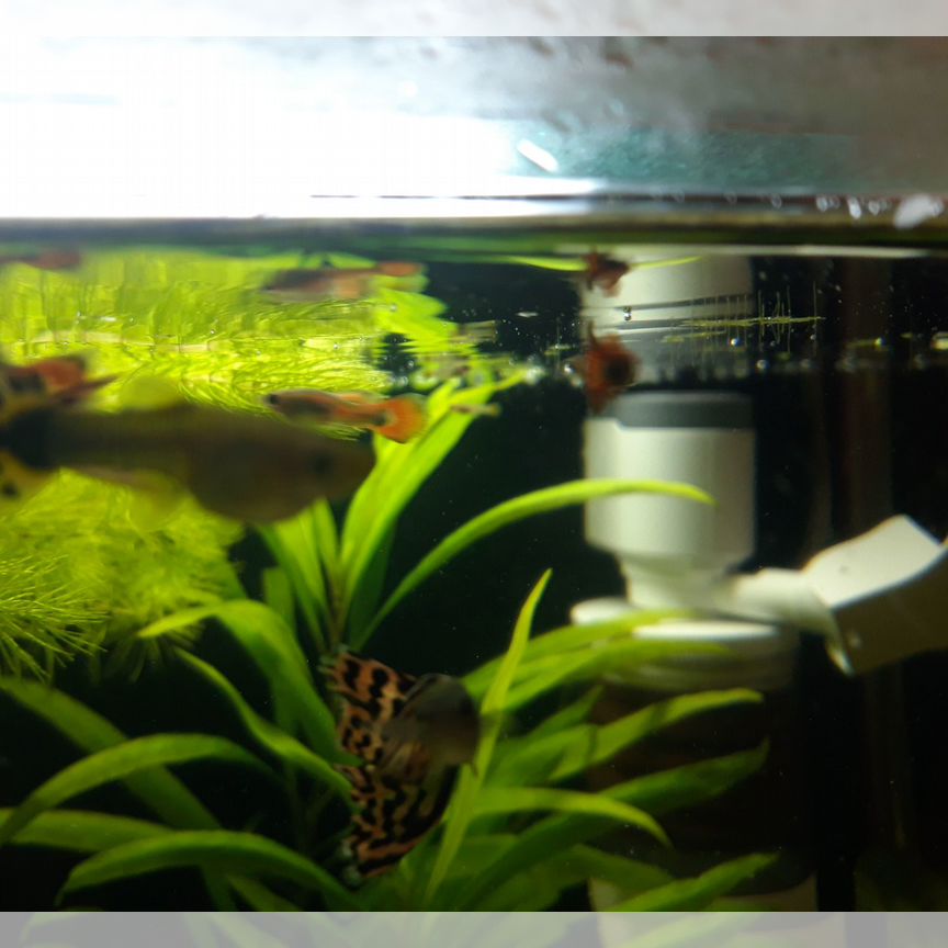 Гуппи самцы