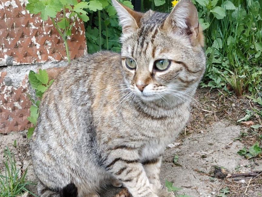 Кошечка не крупная крыселовка