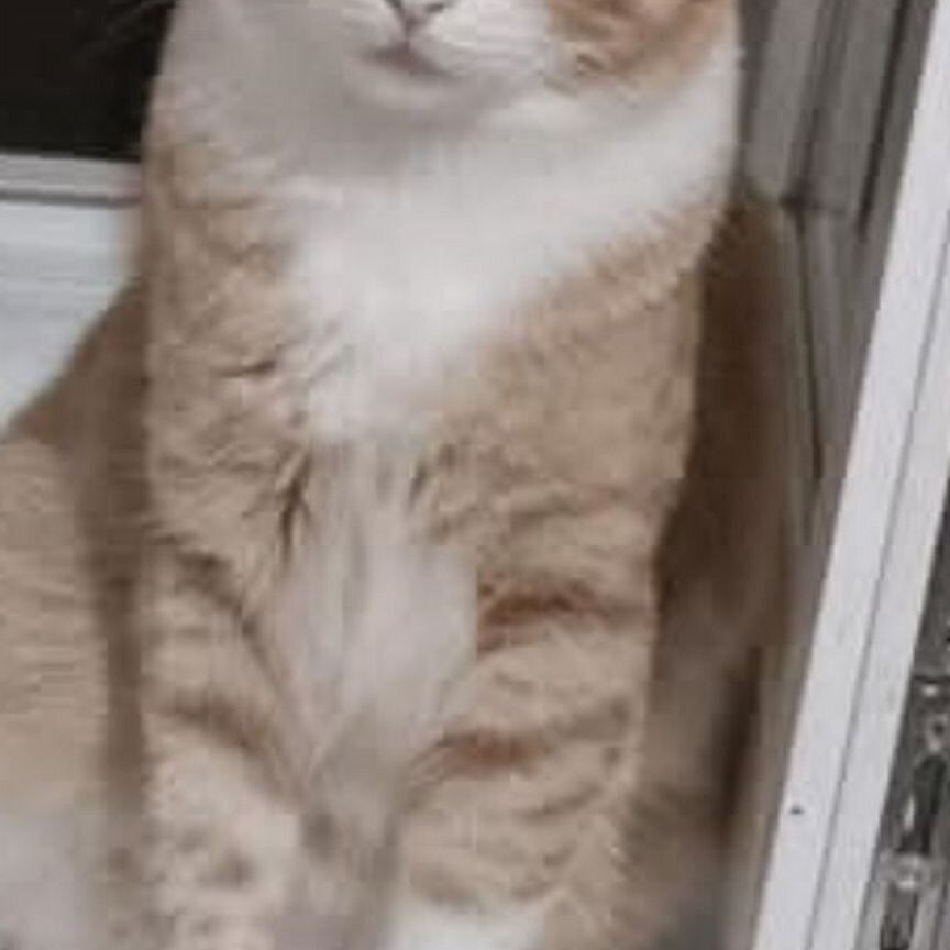 Потерялся котик, стерилизованный, прошу помочь