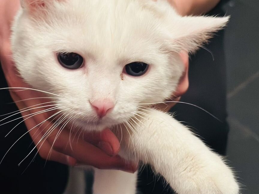 Ангорская кошка