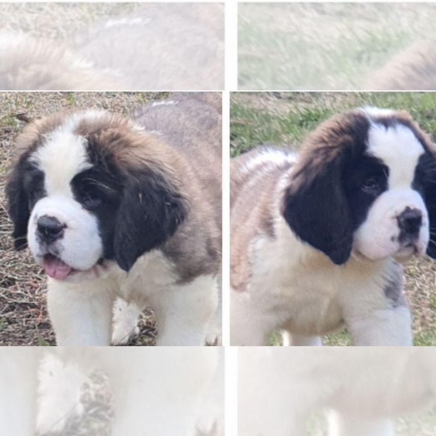 Сенбернарчики