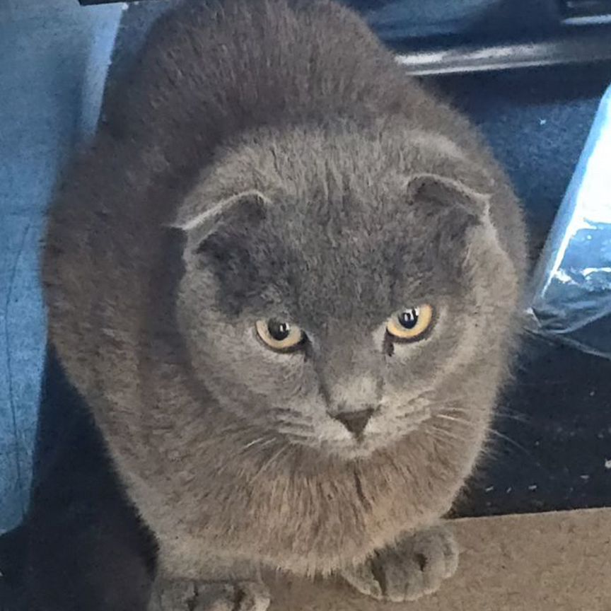 Серый вислоухий кот