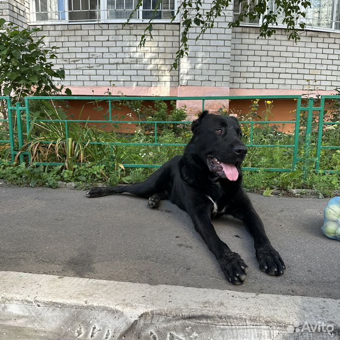 Алабай потеряшка