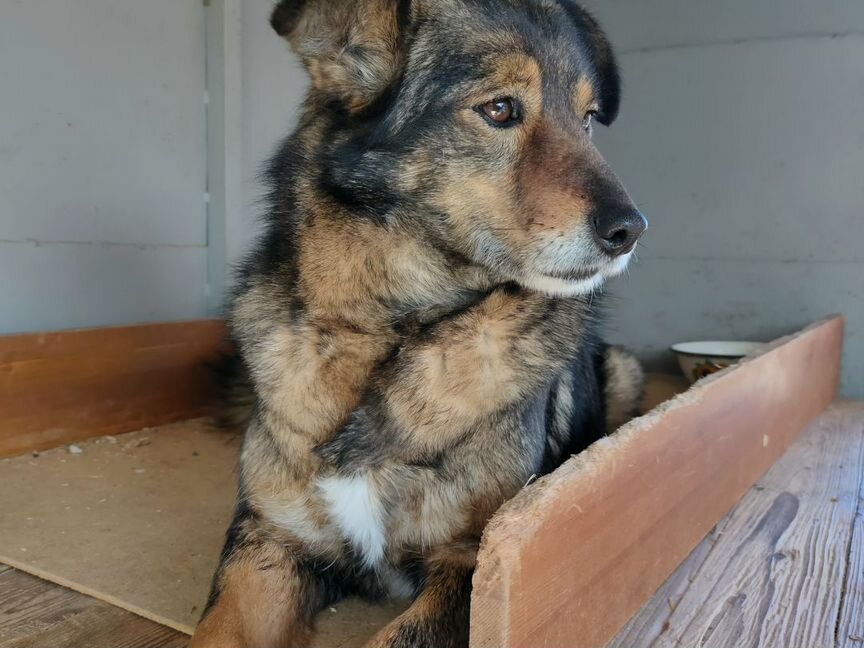 Собака в добрые руки