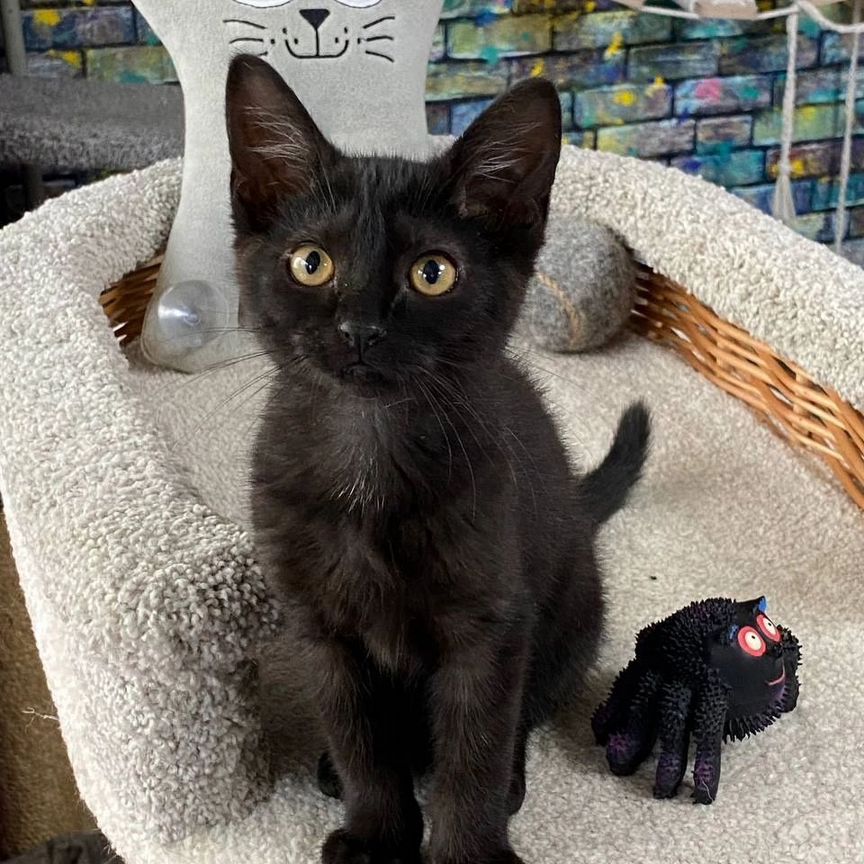 Котёнок в добрые руки девочка бесплатно