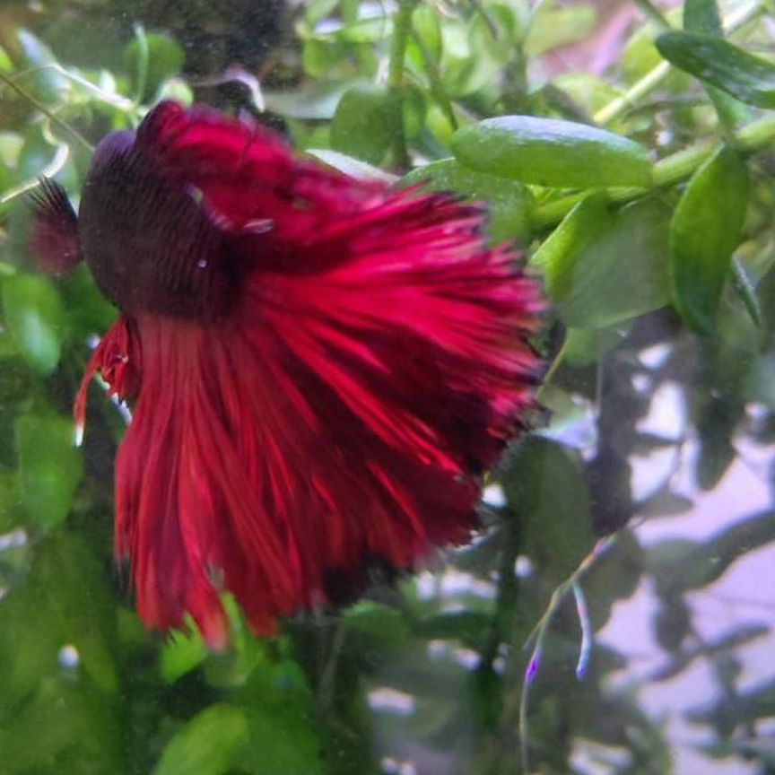 Рыбка петушок красный