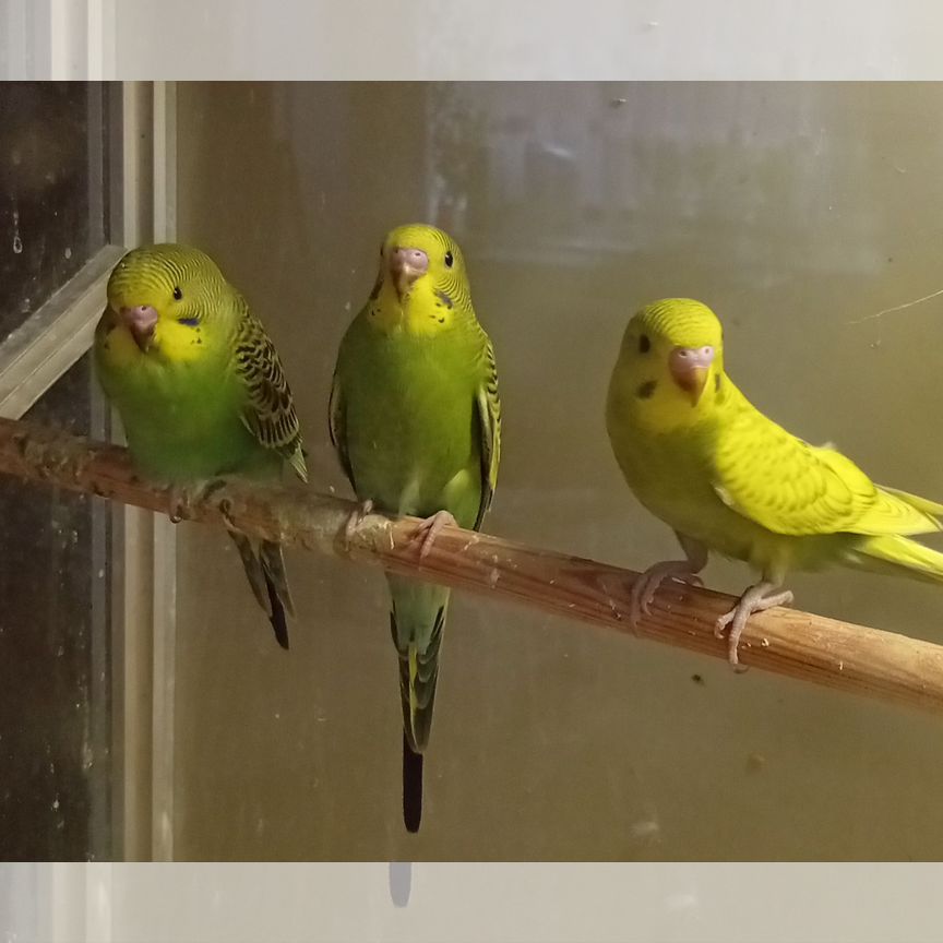 Волнистый попугай,Колпино