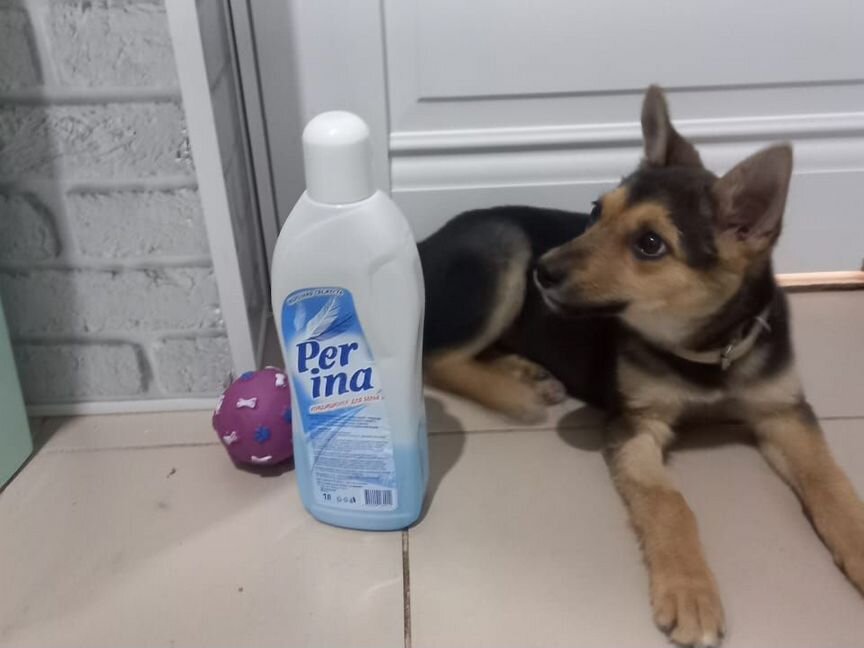 Щенки маленьких пород