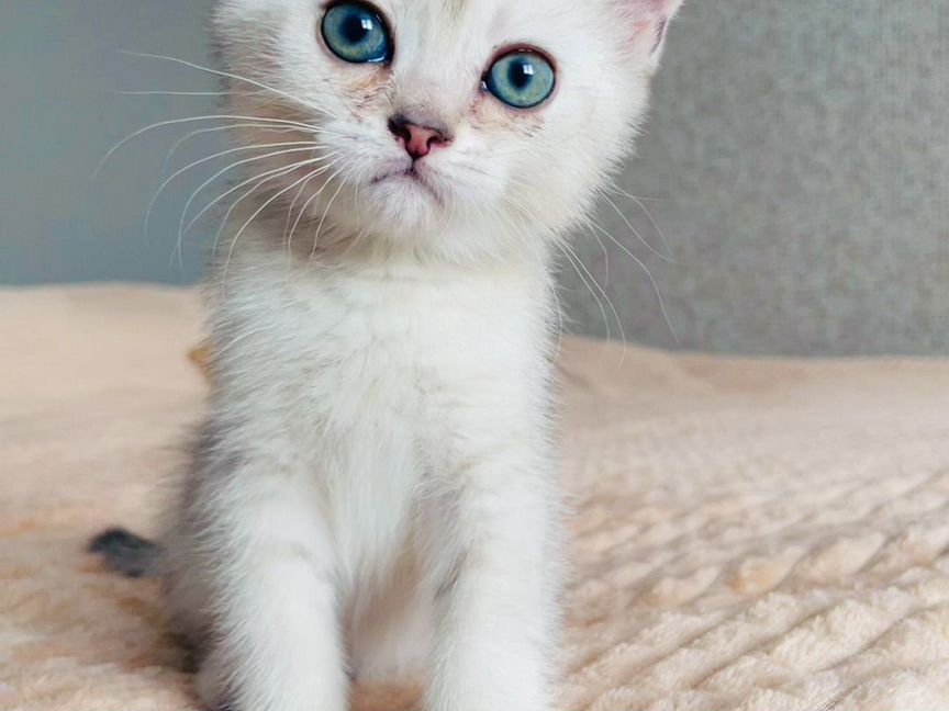 Шотландская серебристая шиншилла