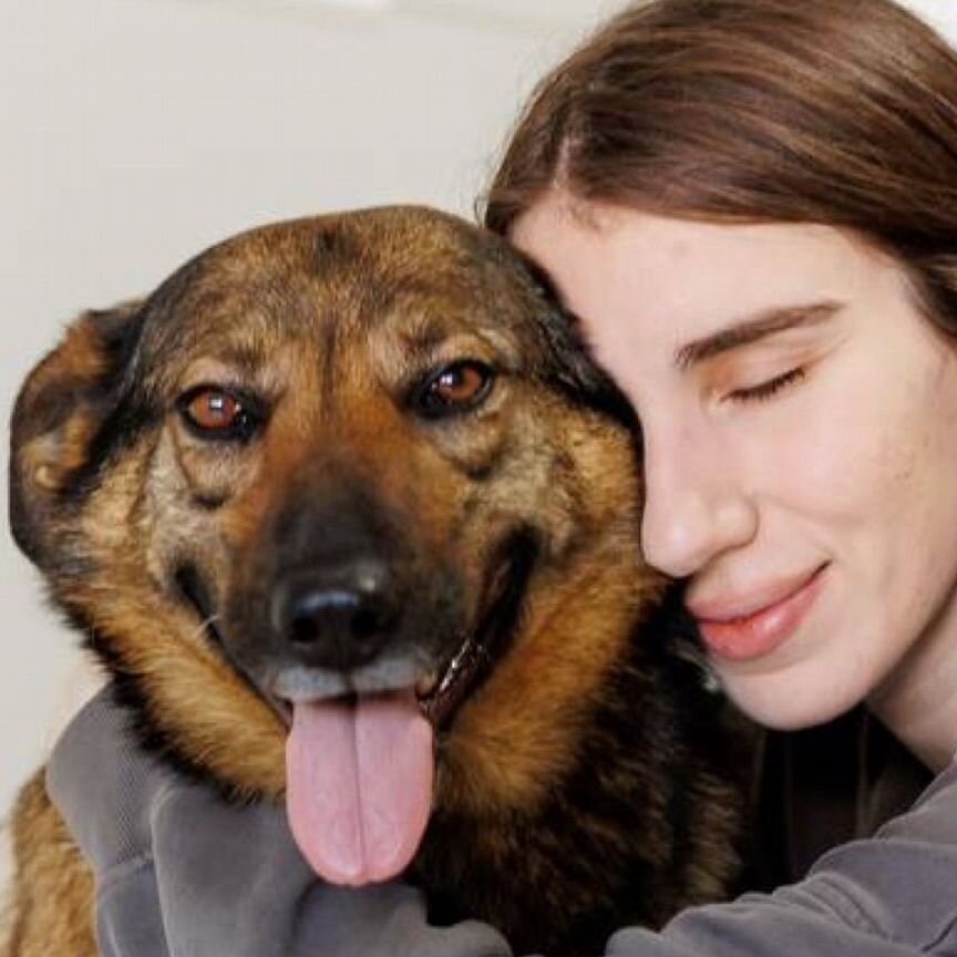 Идеальная собака Джемма в добрые руки в дар