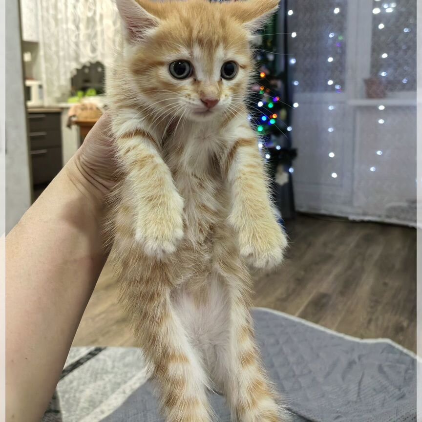 Сибирский котёнок