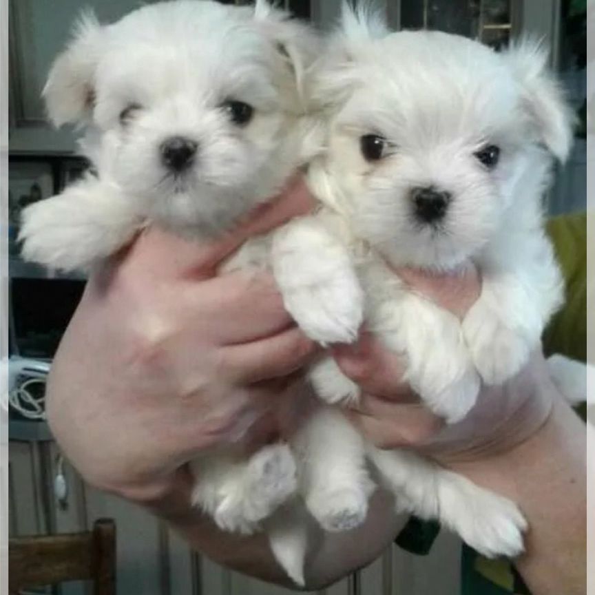 Мальтийская болонка, щенок