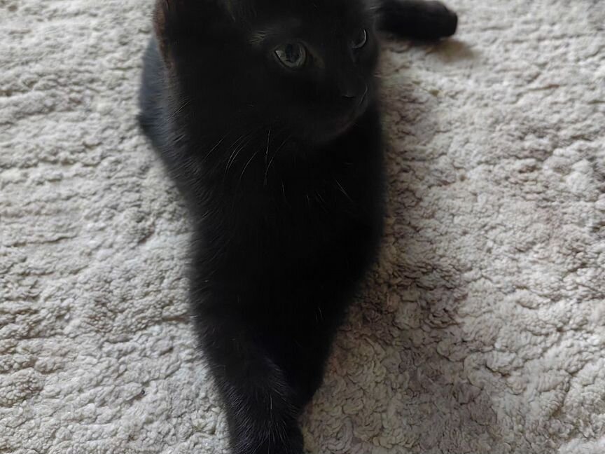 Котик-мышелов