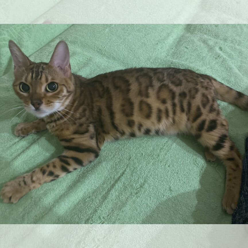 Бенгальская кошка, взрослая