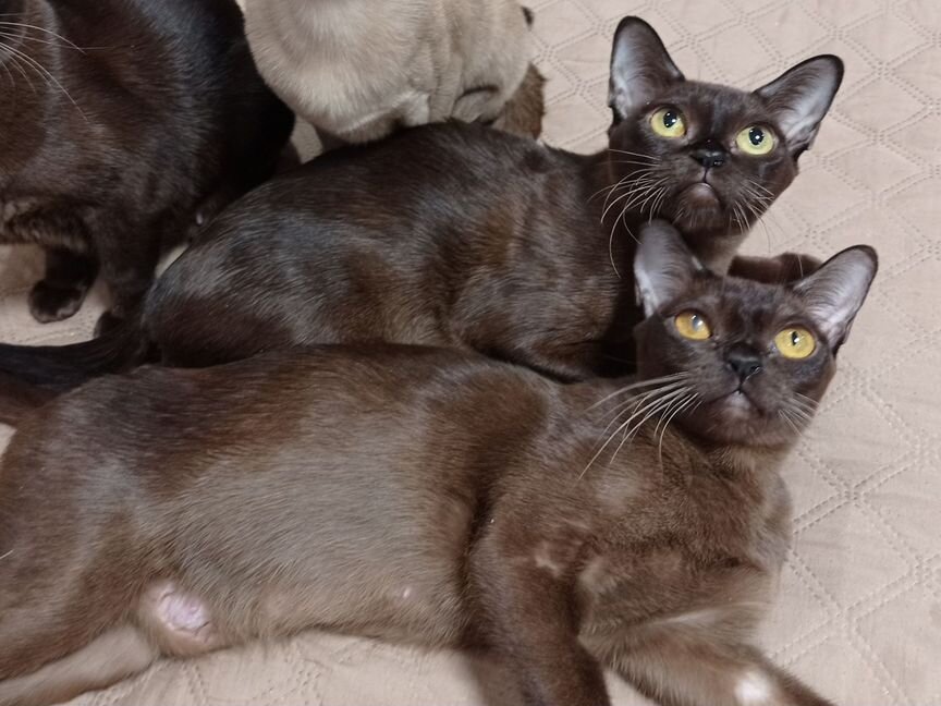 Бурманские красавицы