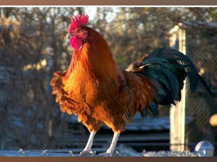 Молодые петухи