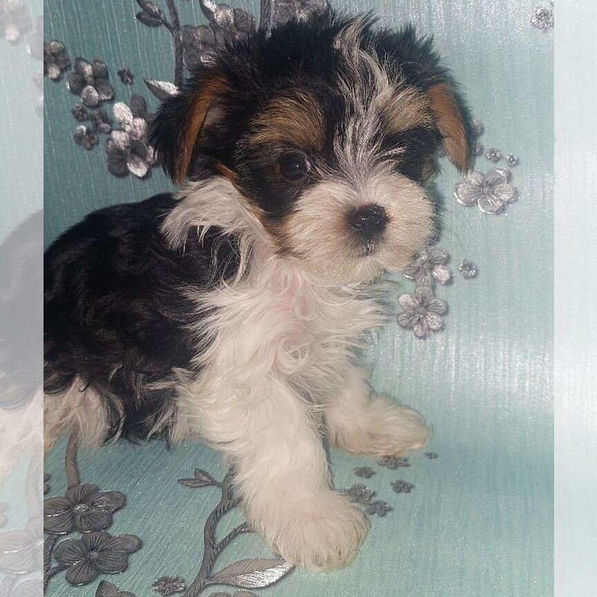 Щенки бивер