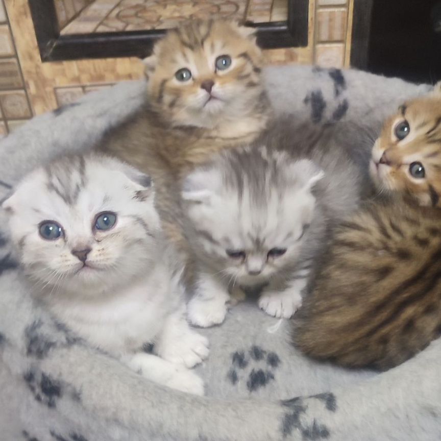 Шотландский вислоухий короткошёрстный котёнок
