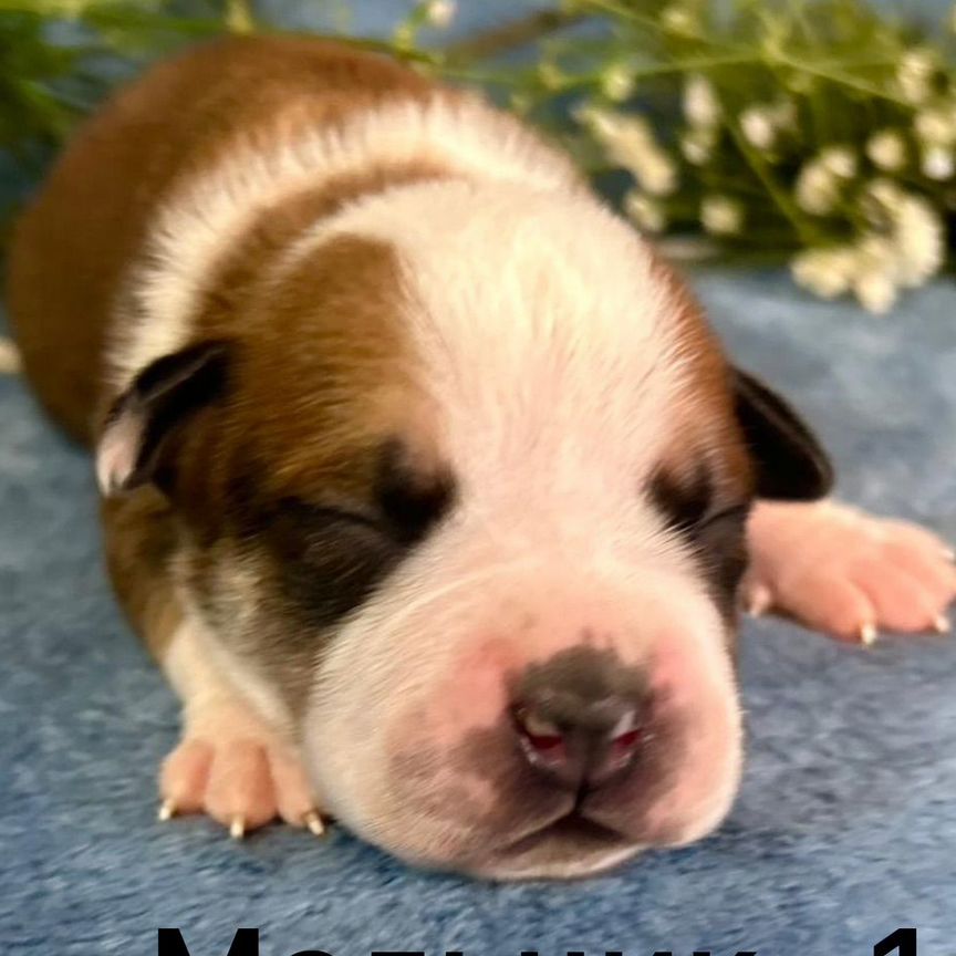 Американский стаффордширский терьер, щенок