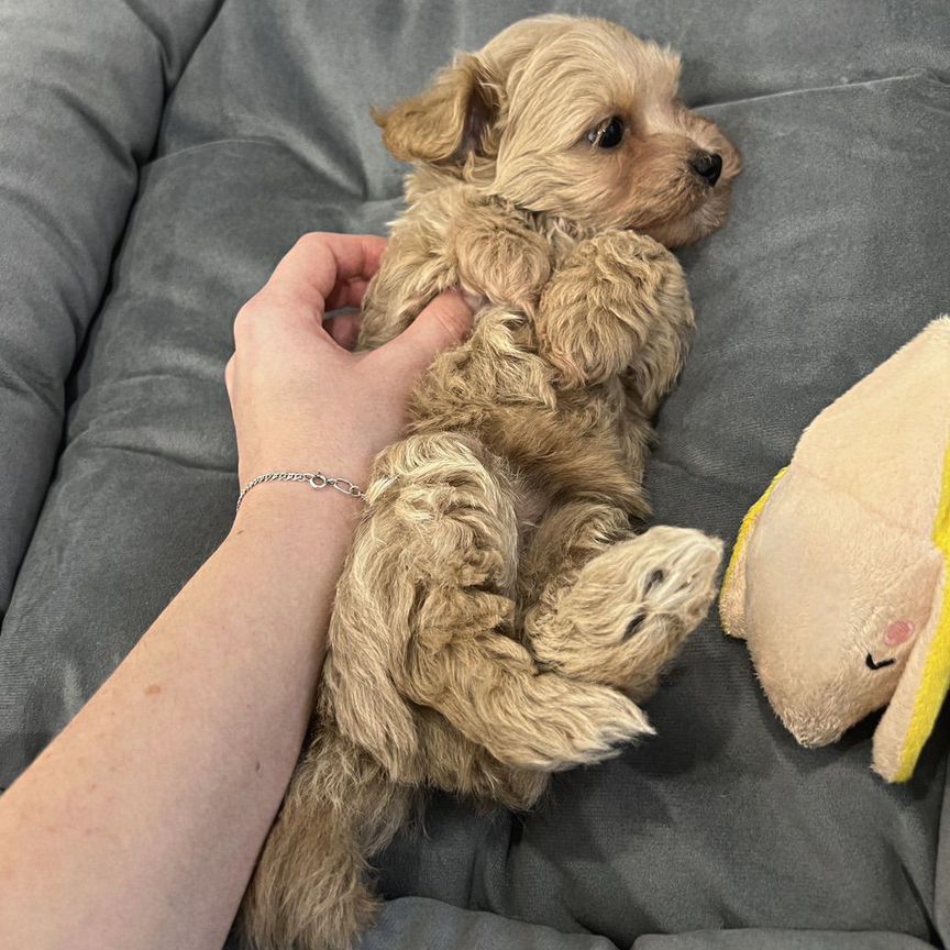 Мальтипу, щенок