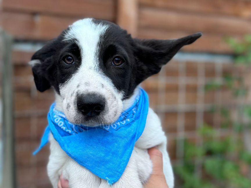 Щенок Омлет 3мес