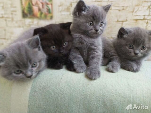 Шотландские котята
