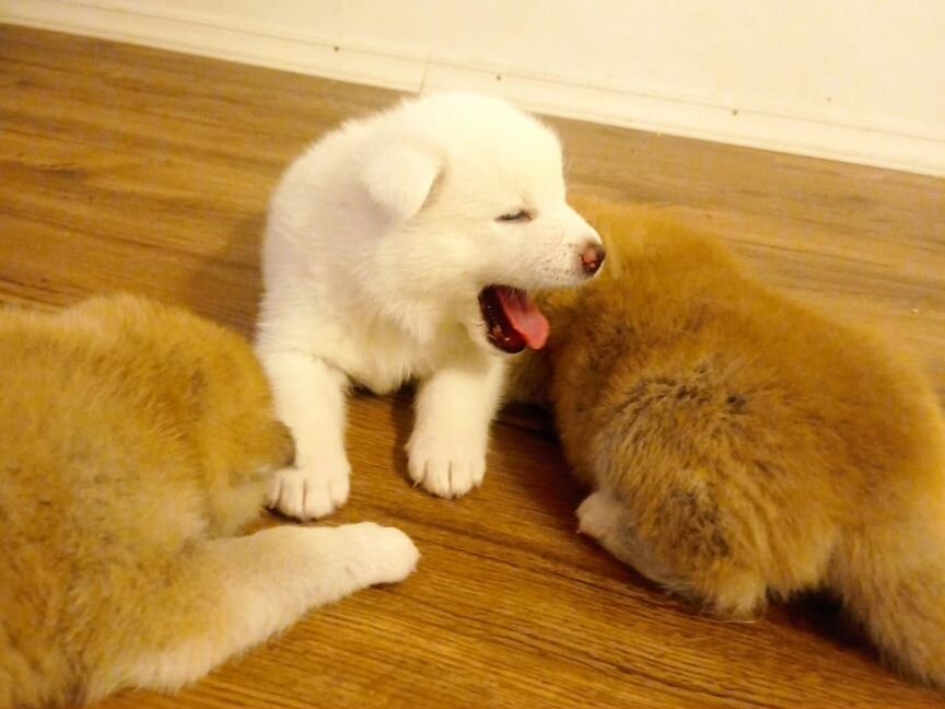 Щенки Акита ину