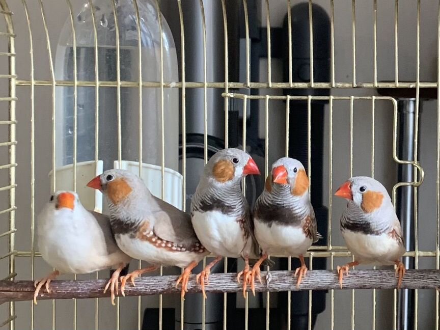 Амадины, птенцы