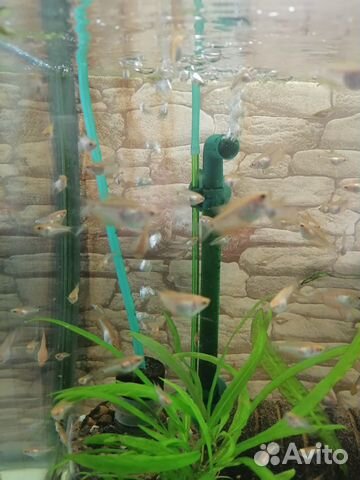 Гурами золотистые