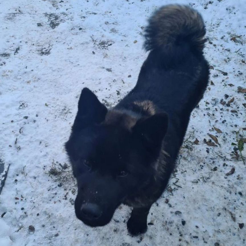 Американская акита, взрослый пёс