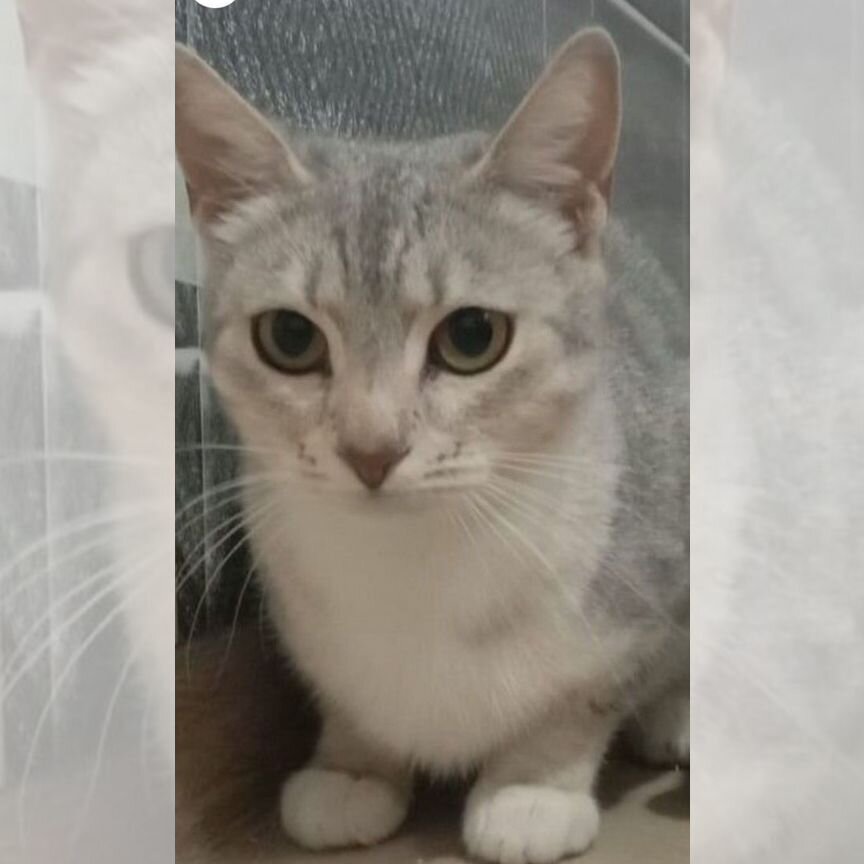 Молоденькая кошечка британочка шиншила