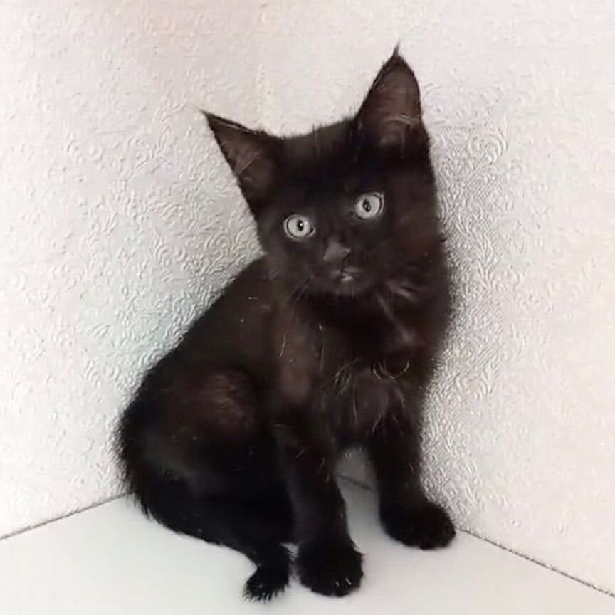 Черный котенок мальчик 2 месяца
