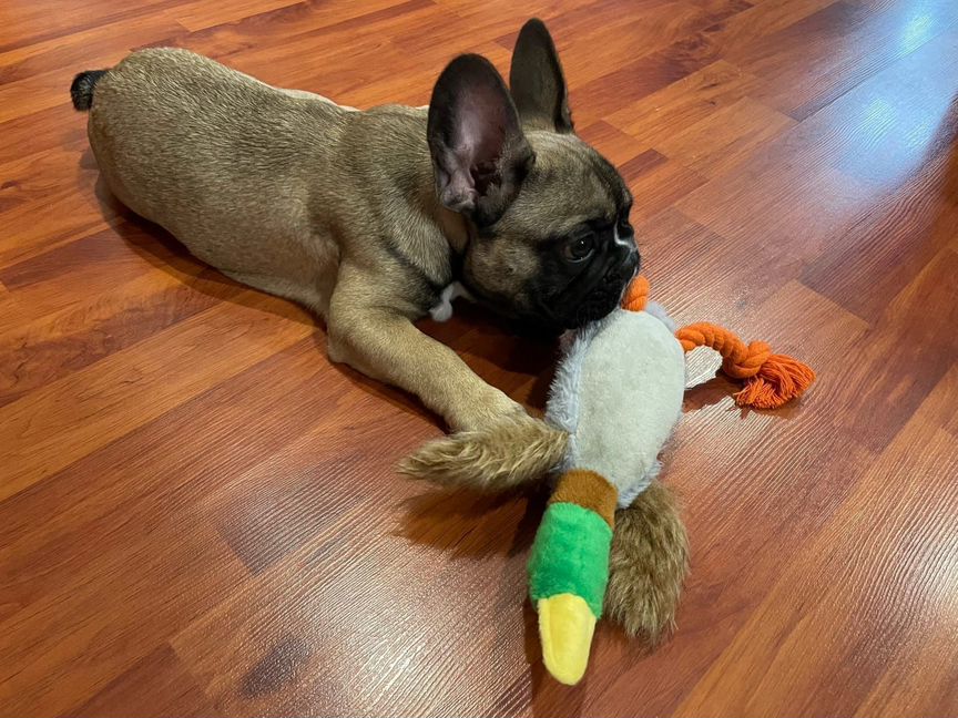 Мальчик француз