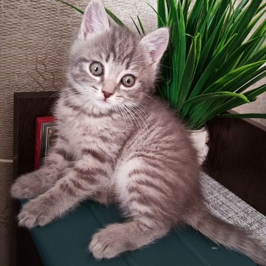 Котята в добрые руки бесплатно