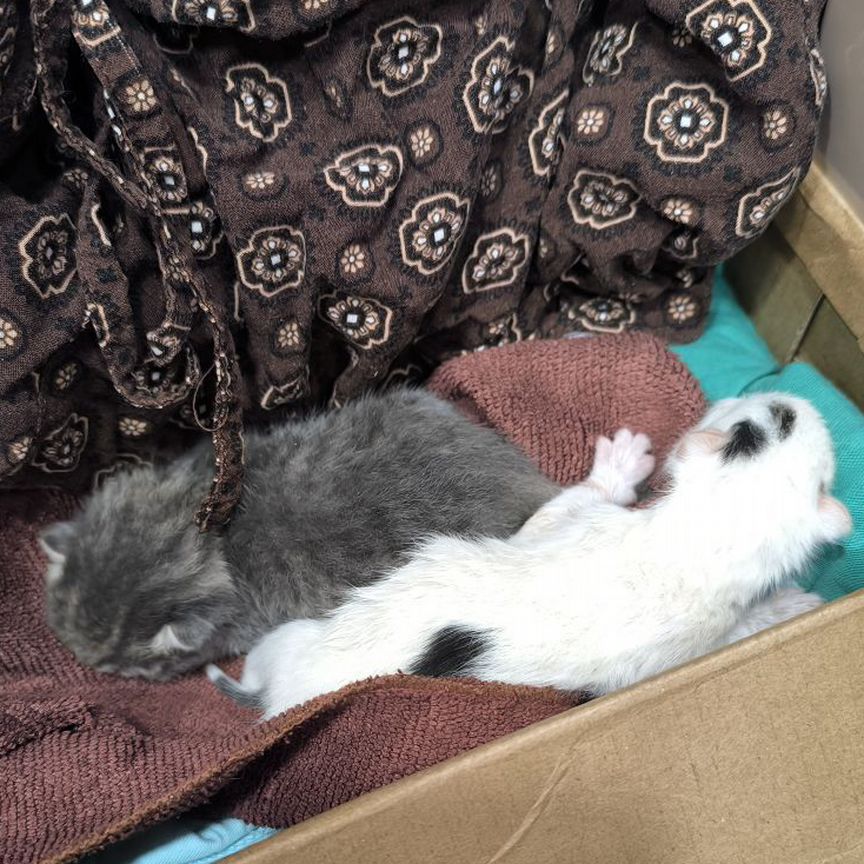 Новорождённые котята