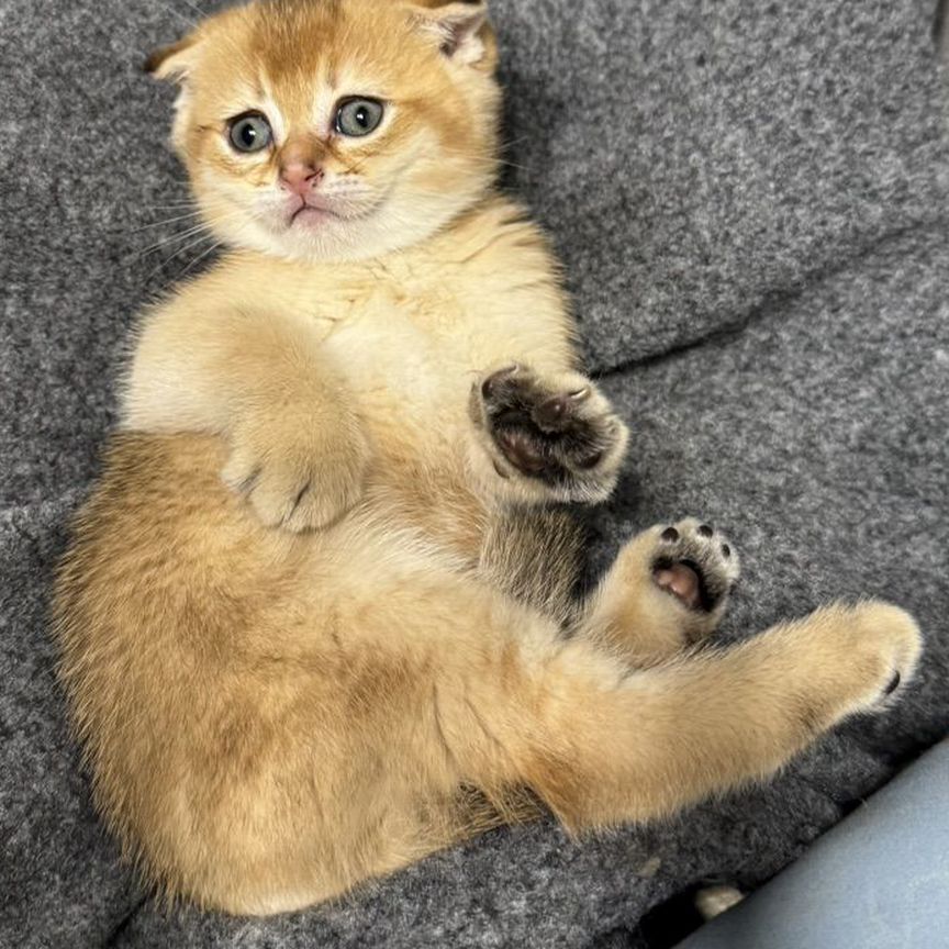 Шотландский вислоухий короткошёрстный котёнок