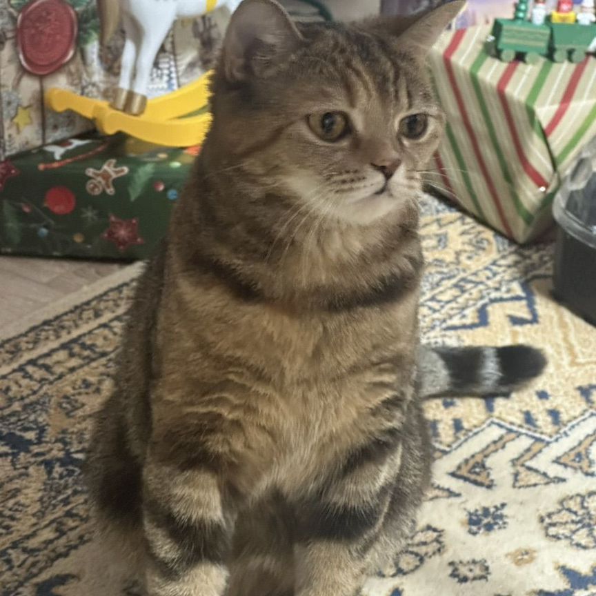 Шотландский прямоухий короткошёрстный котёнок