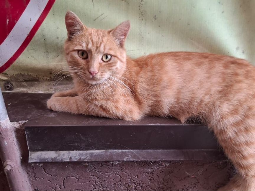 Рыженький котик