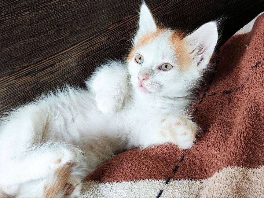 Котятки в добрые руки