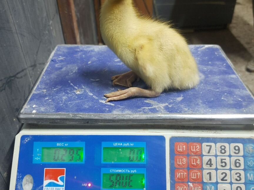 Бройлерные утята старт 53