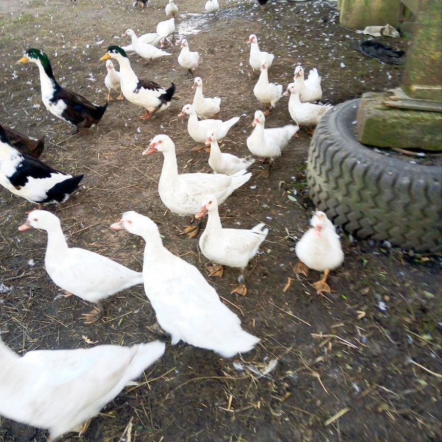 Мускусные утки на племя