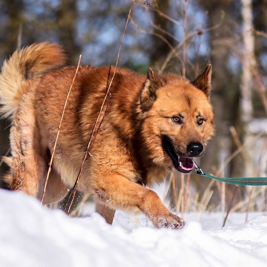 Собака в добрые руки отдам бесплатно