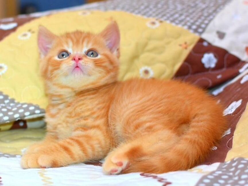 Британский прямоухий мальчик рыжик