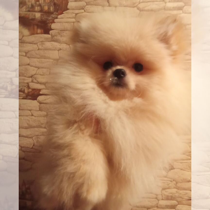 Померанский шпиц, щенок